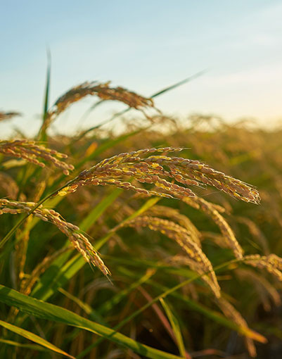 Sugar Beet (Beta vulgaris) - zala