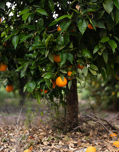 Sugar Beet (Beta vulgaris) - zala