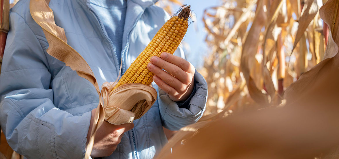 Corn (Zea mays) - zala